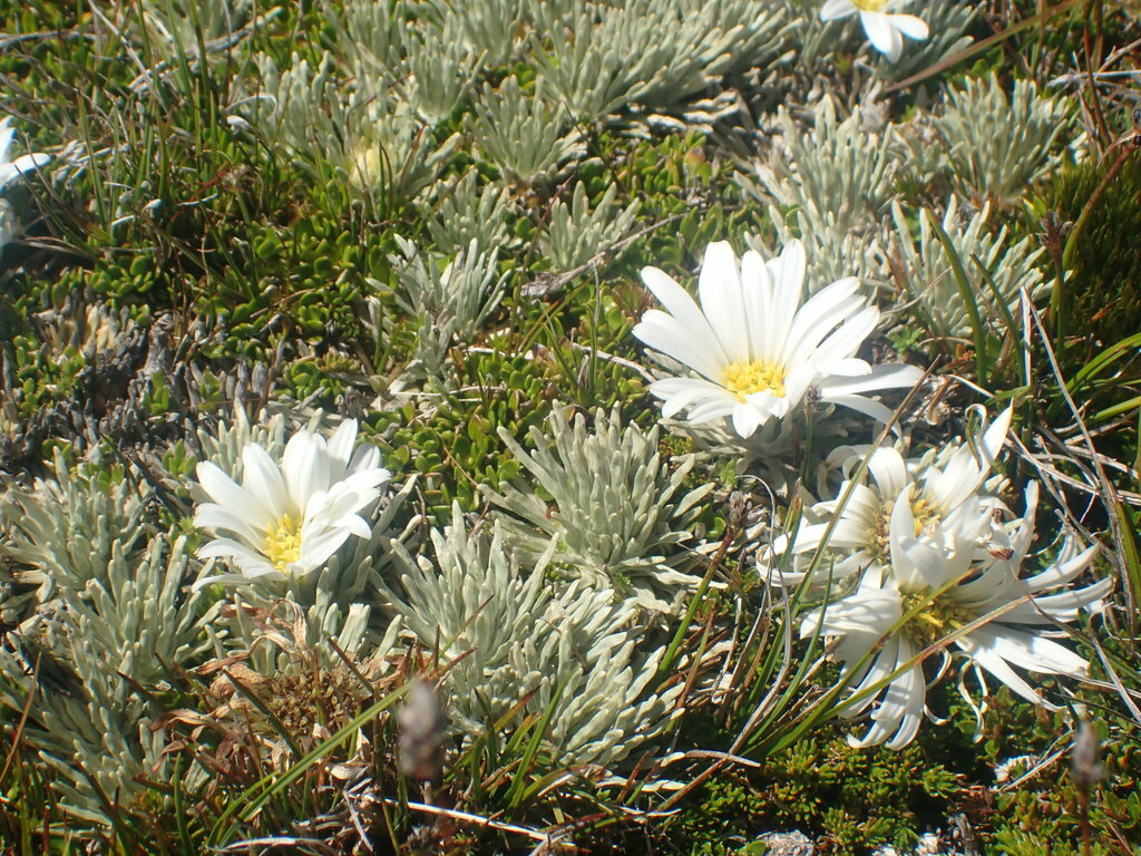 White Cushion Mountain Daisy from Fruitlands 9392, New Zealand on ...