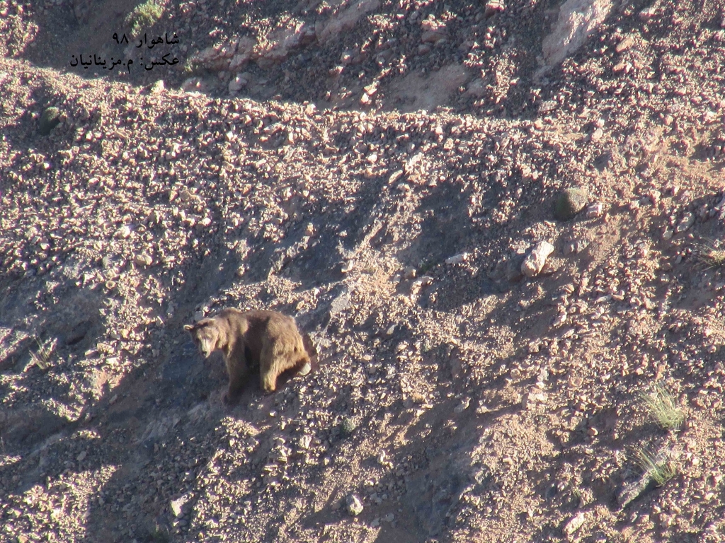 Eurasian Brown Bear from Shahrud, IR-SM, IR on July 23, 2019 at 08:22 ...