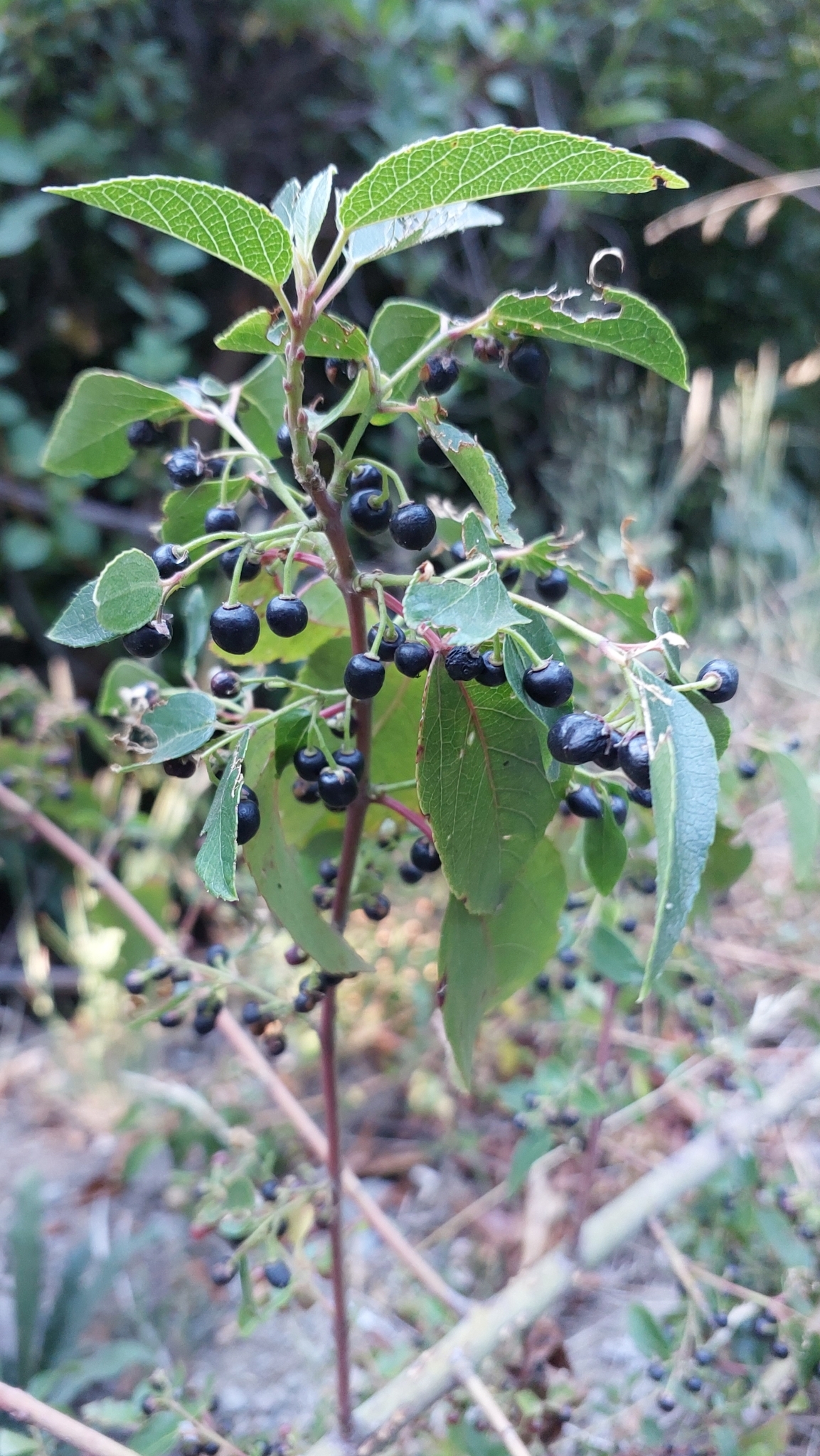 Aristotelia chilensis (Molina) Stuntz
