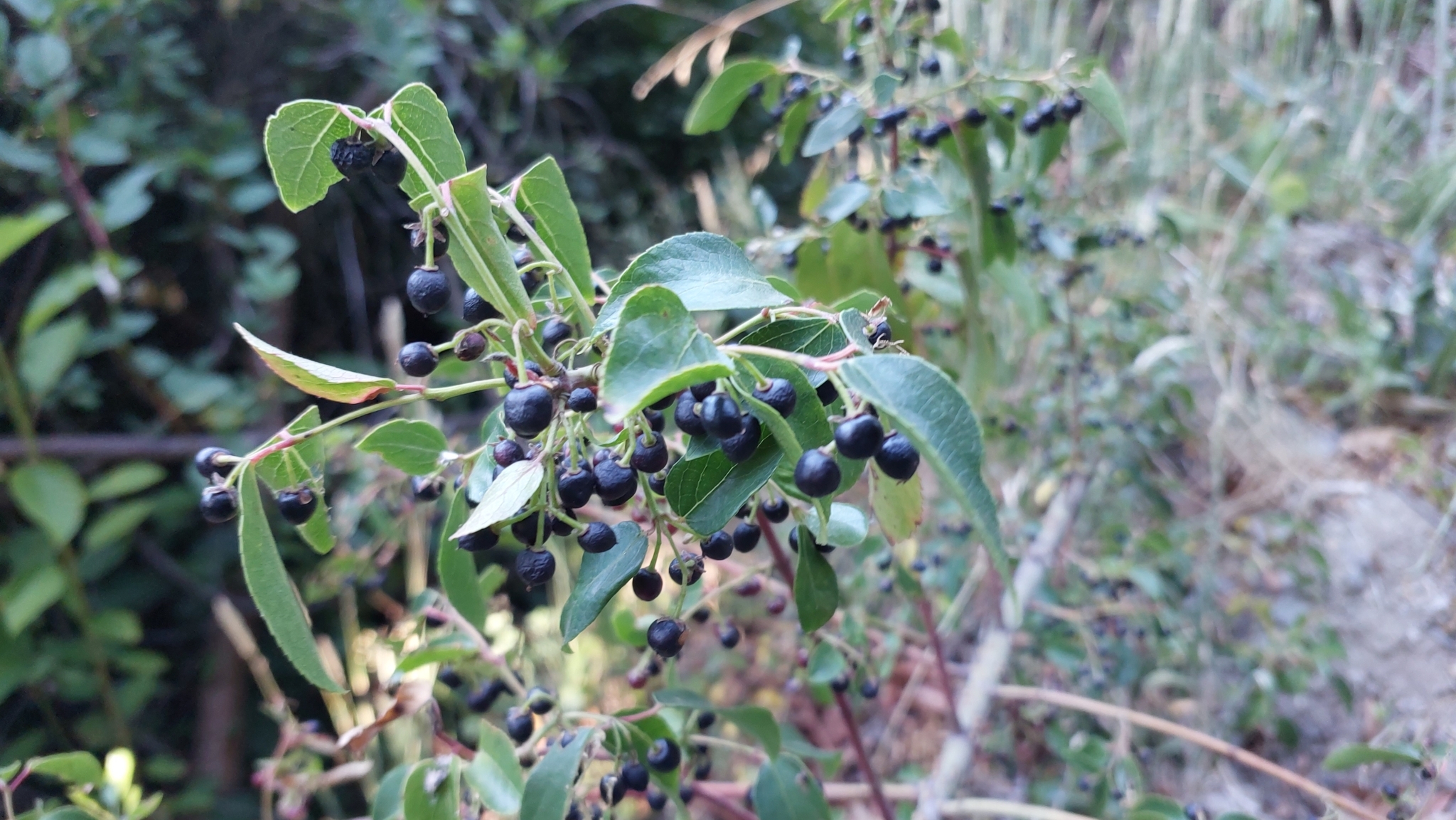 Aristotelia chilensis (Molina) Stuntz