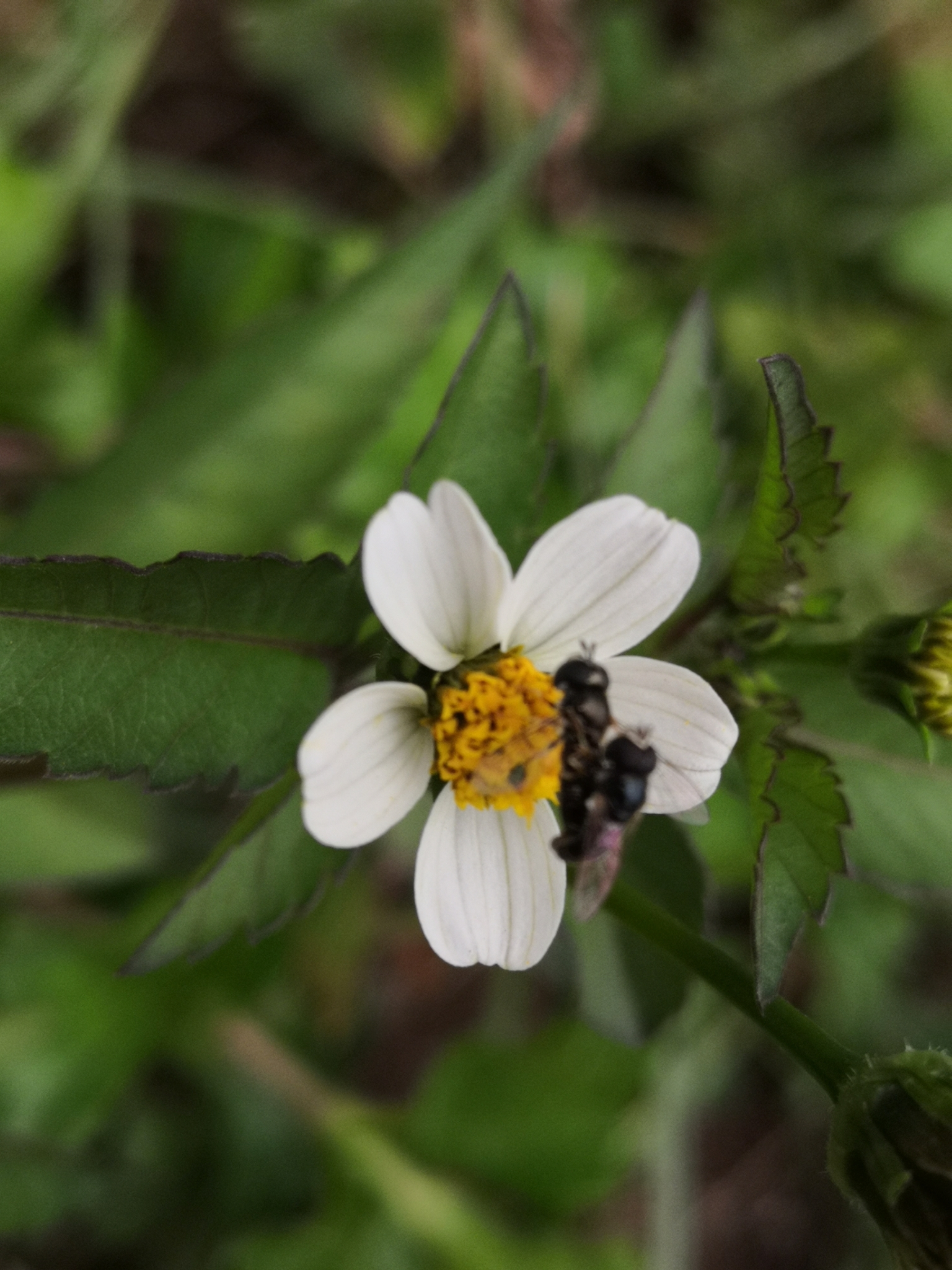 Paragus tibialis (Fallén, 1817)