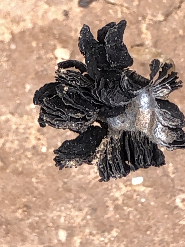 Desert Inkcap from Coconino National Forest, Cornville, AZ, US on ...
