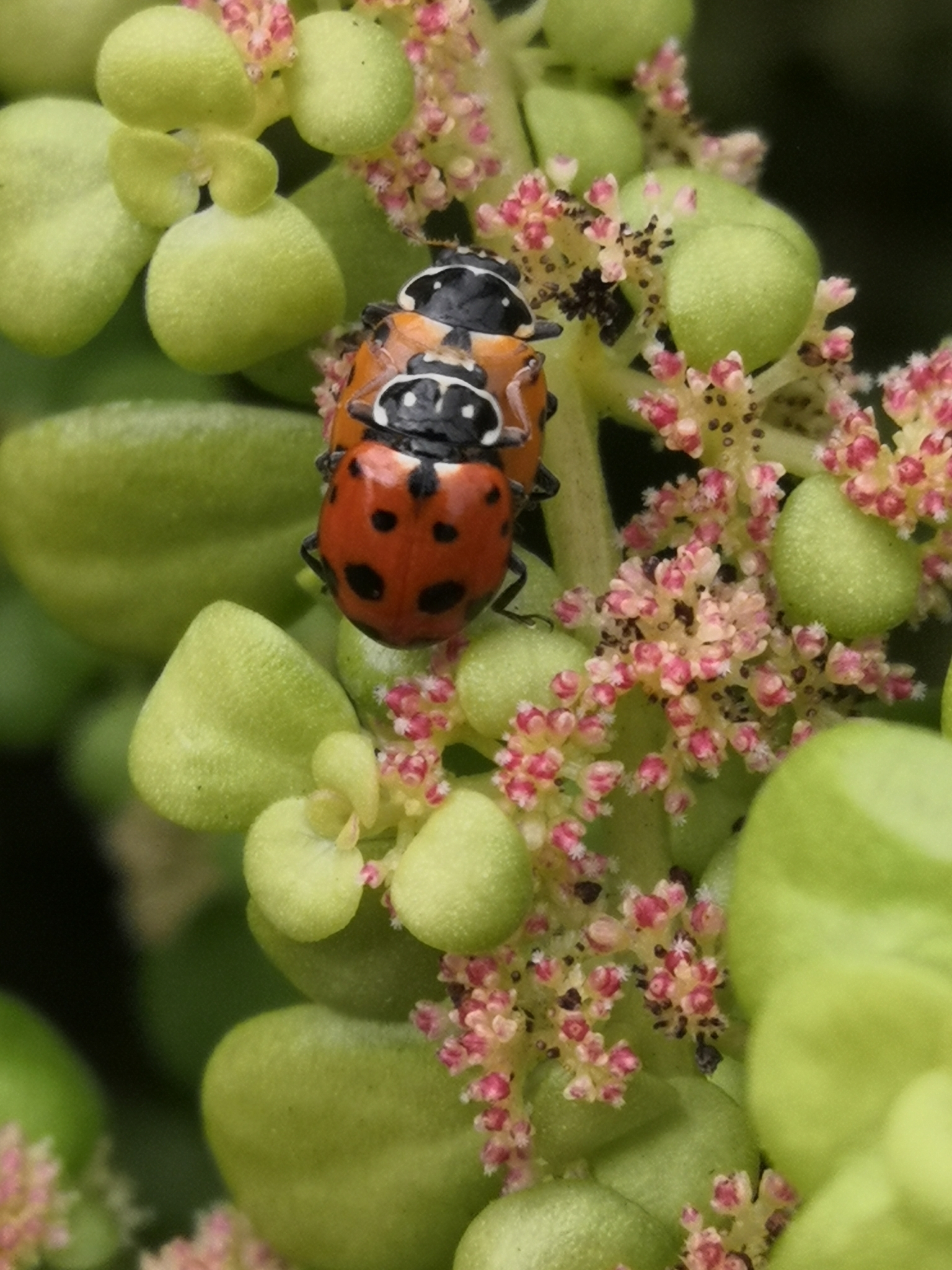 Hippodamia variegata (Goeze, 1777)