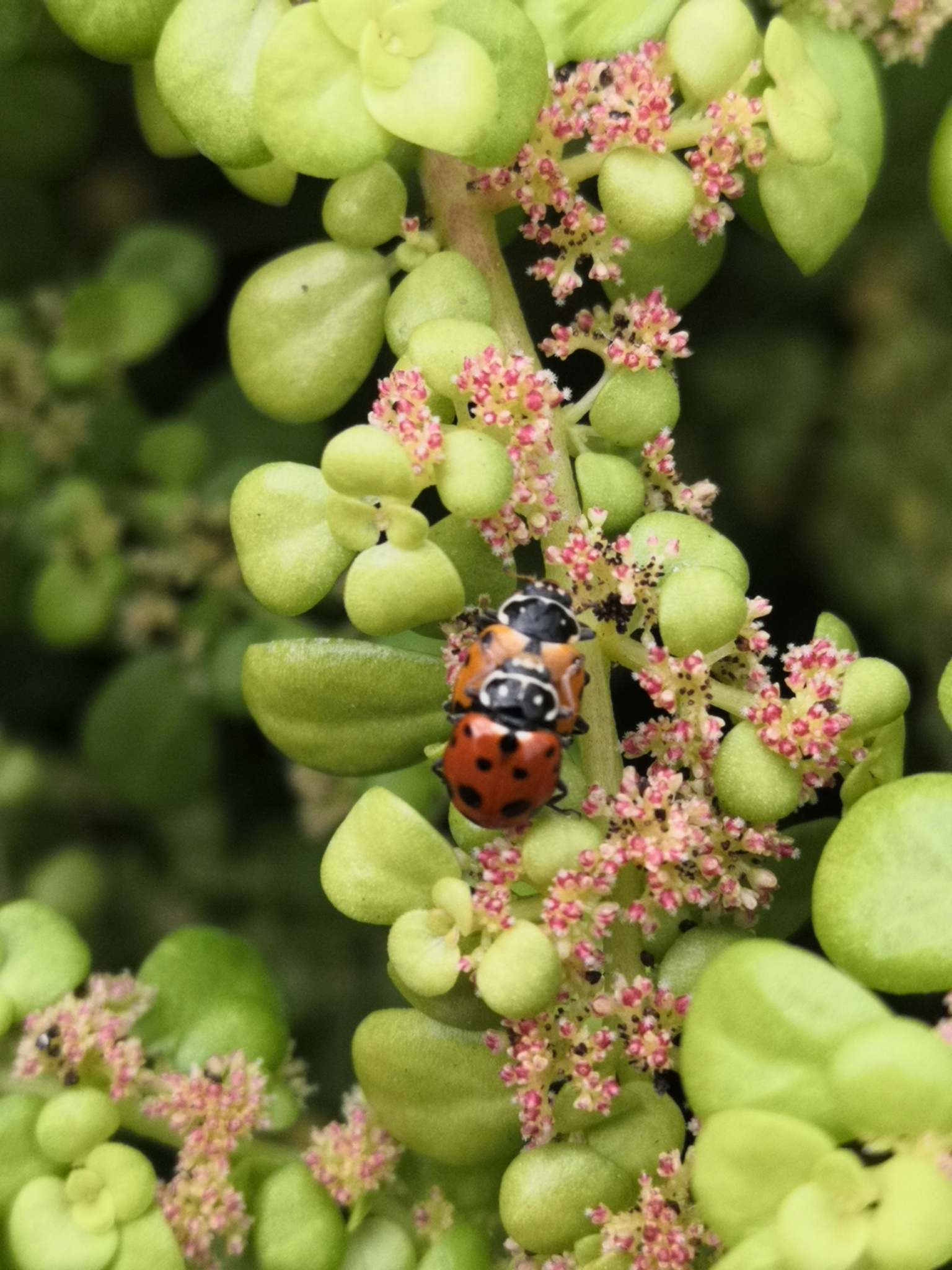 Hippodamia variegata (Goeze, 1777)