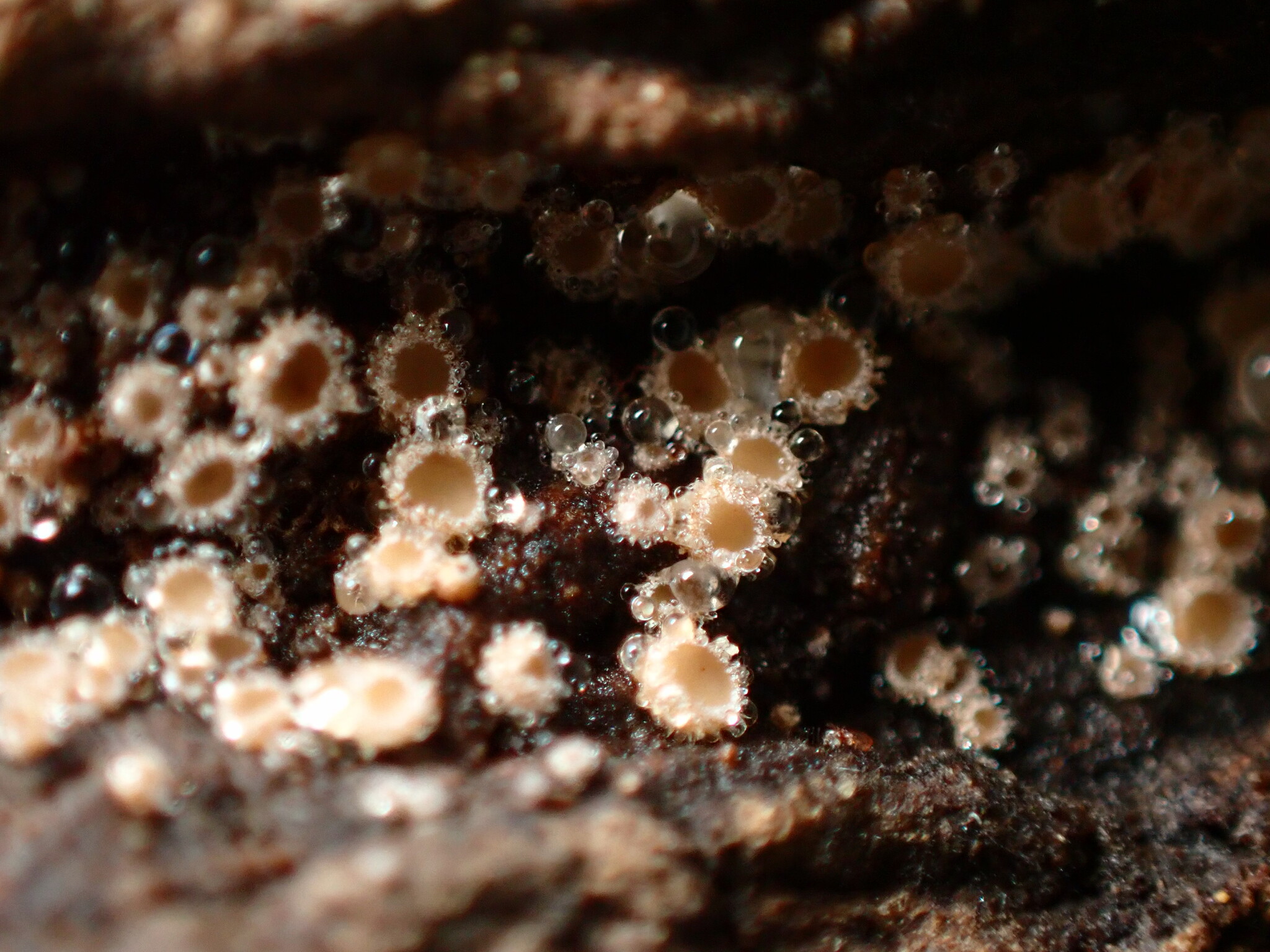 Lachnum virgineum (Batsch) P.Karst.