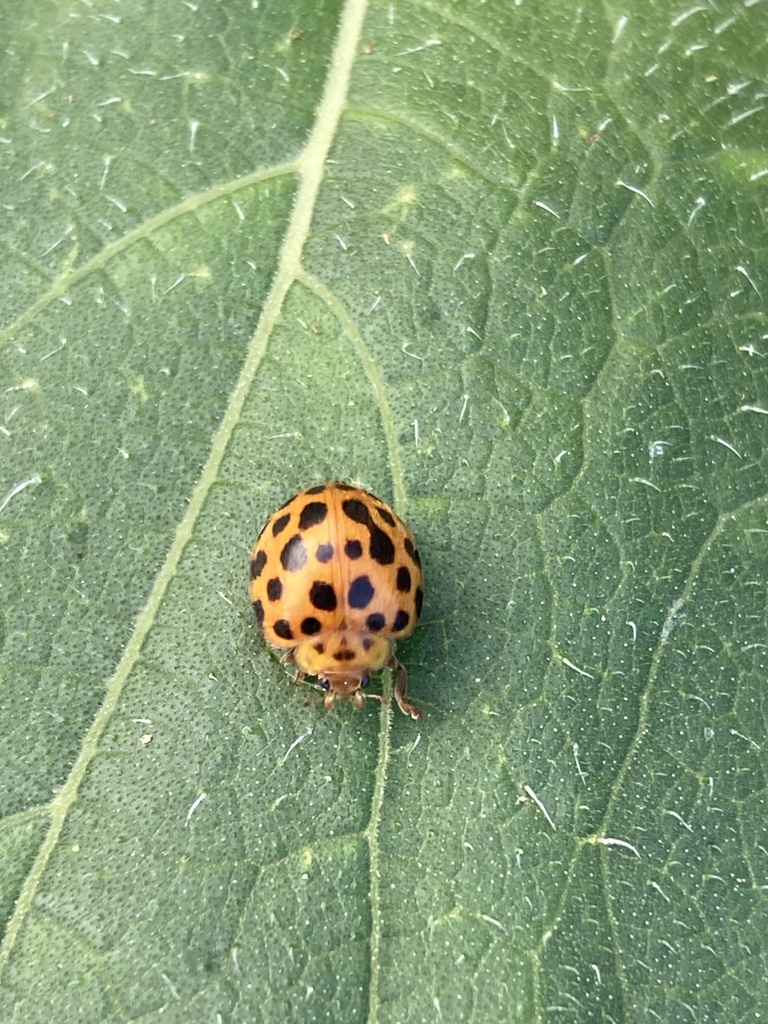 Henosepilachna sumbana from Burraneer Rd, Coomba Park, NSW, AU on ...