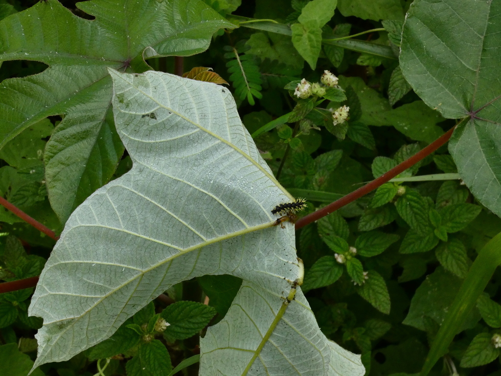 Dirce Beauty from Parry Lands, Trinidad and Tobago on January 13, 2023 ...