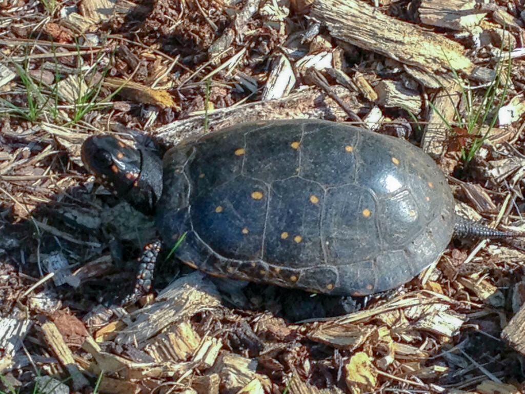Spotted Turtle in June 2015 by stanselkow · iNaturalist