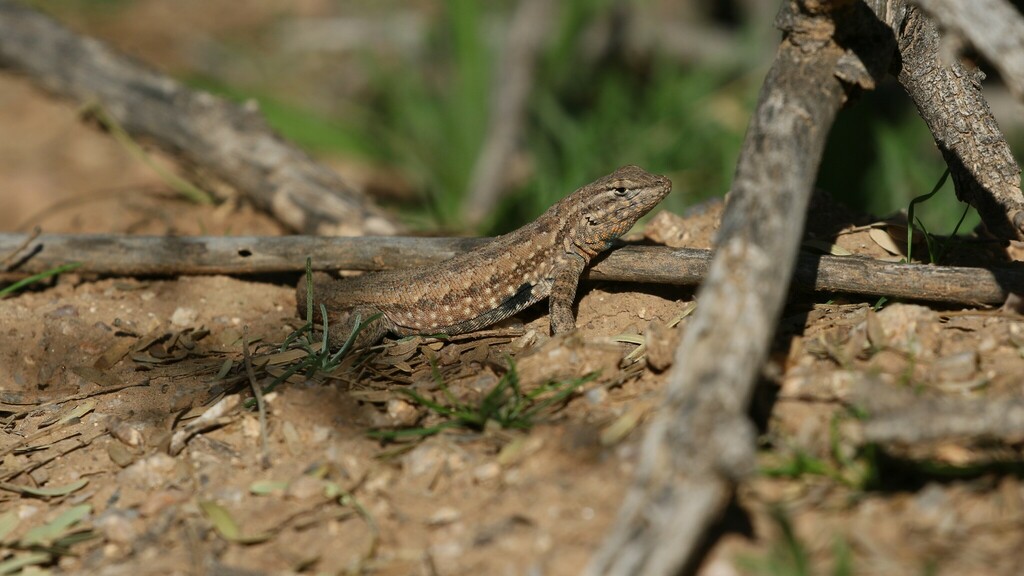 Common Side-blotched Lizard from Desert View Village, Phoenix, AZ, USA ...