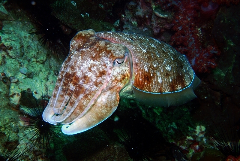 Pharaoh Cuttlefish from Thailand on January 17, 2018 at 04:22 PM by ...
