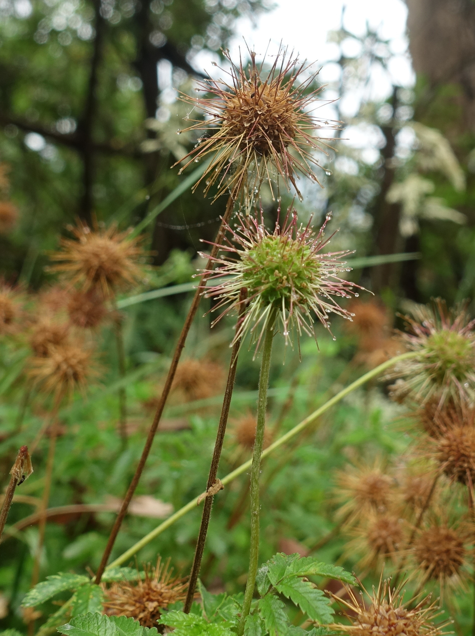 Acaena novae-zelandiae Kirk