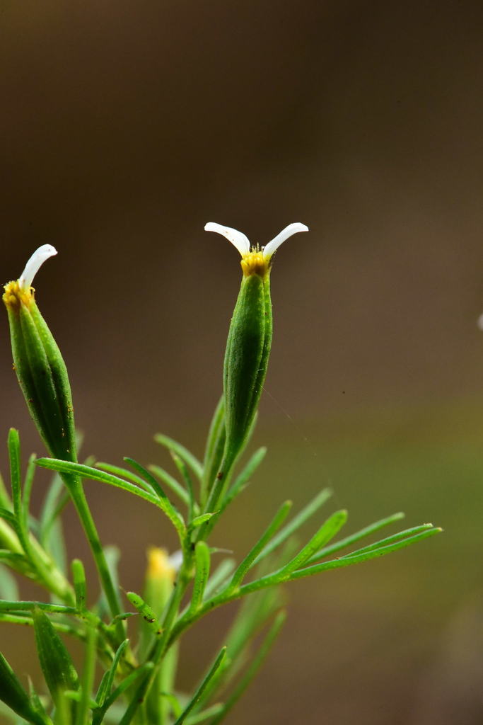 (Tagetes filifolia) - Botanical Realm