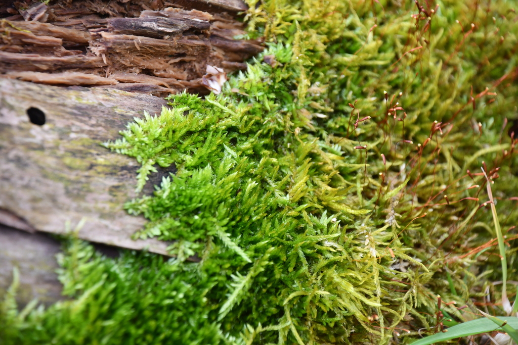 Beautiful Branch Moss from Barbour County, WV, USA on January 12, 2023 ...