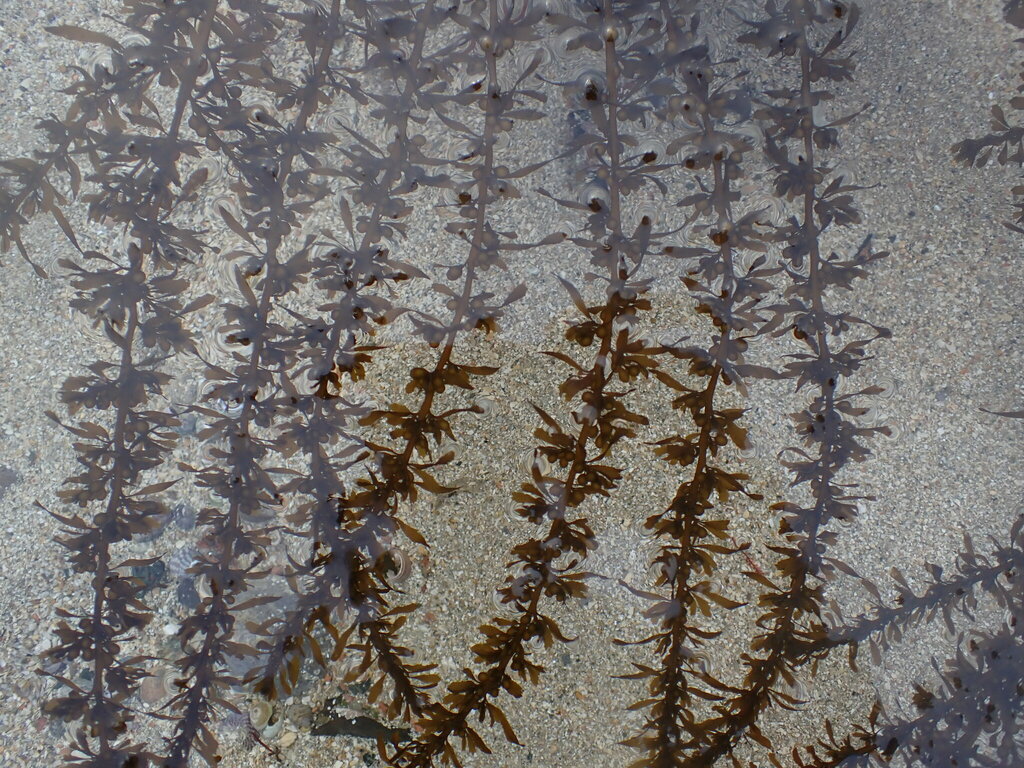 Japanese Wireweed from Le Hocq, St Clement on January 06, 2023 at 01:36 ...