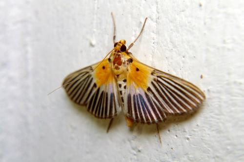género Nevrina · NaturaLista Colombia