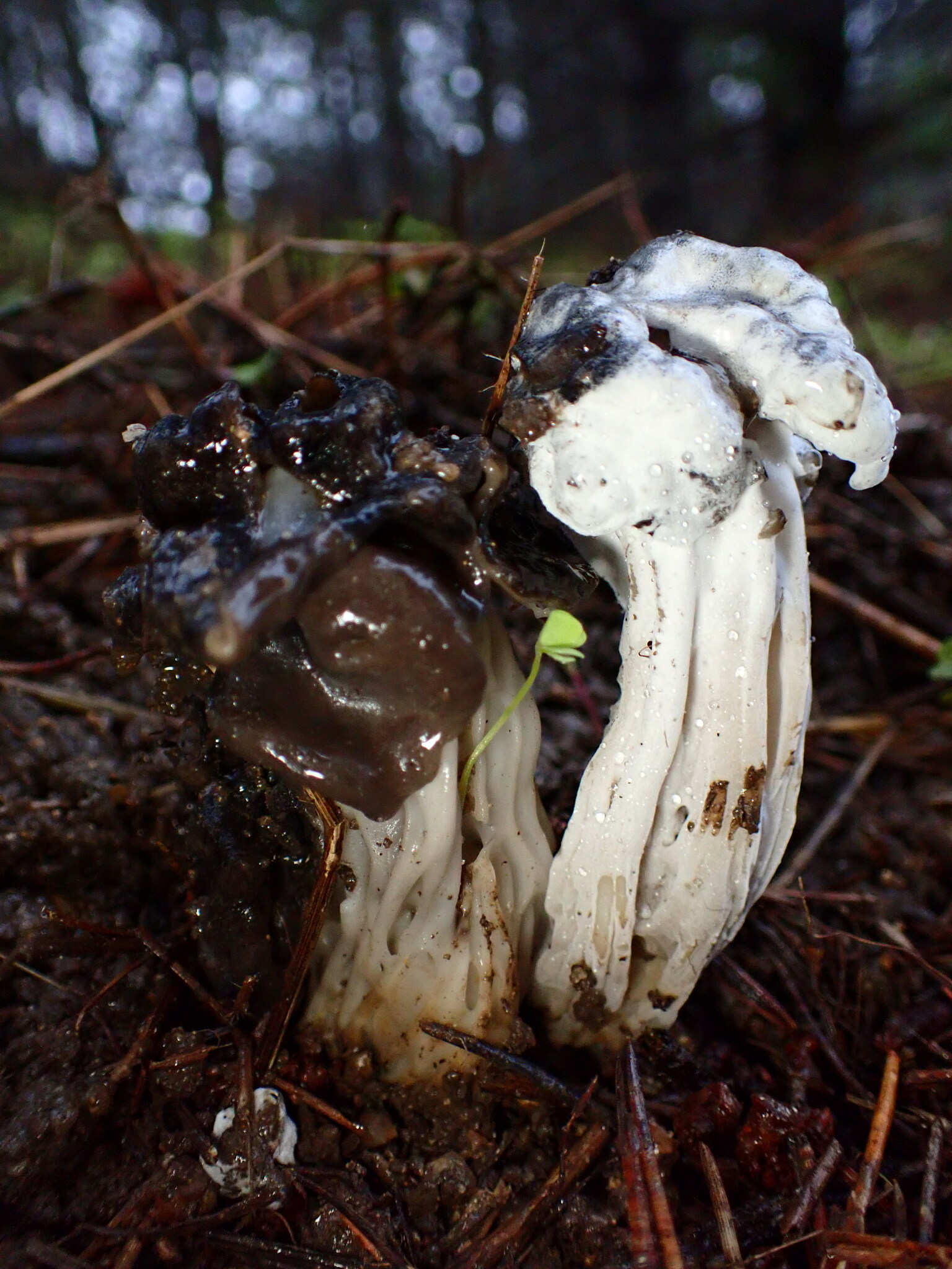Helvella vespertina N.H.Nguyen & Vellinga