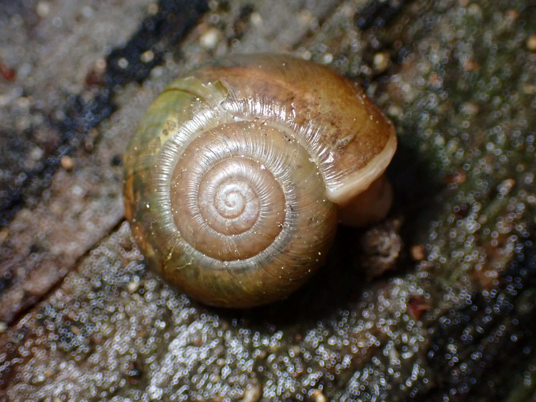 Haplotrema Ancey, 1881