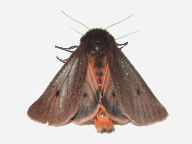 Ruby Tiger Moth from Bedford Audubon Society, Katonah, NY, USA on July ...