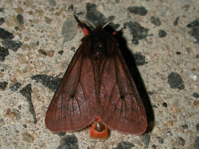 Ruby Tiger Moth from Ward Pound Ridge, Westchester County, NY, USA on ...