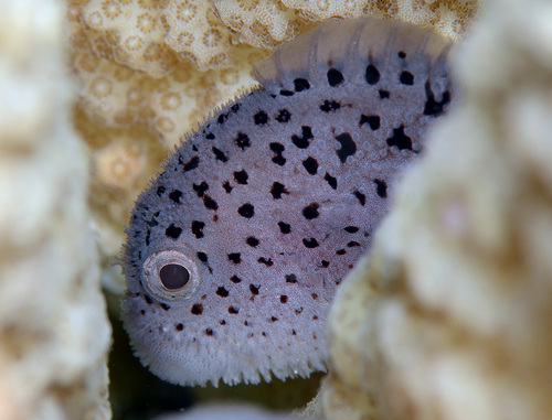 Caracanthus maculatus · NaturaLista Colombia