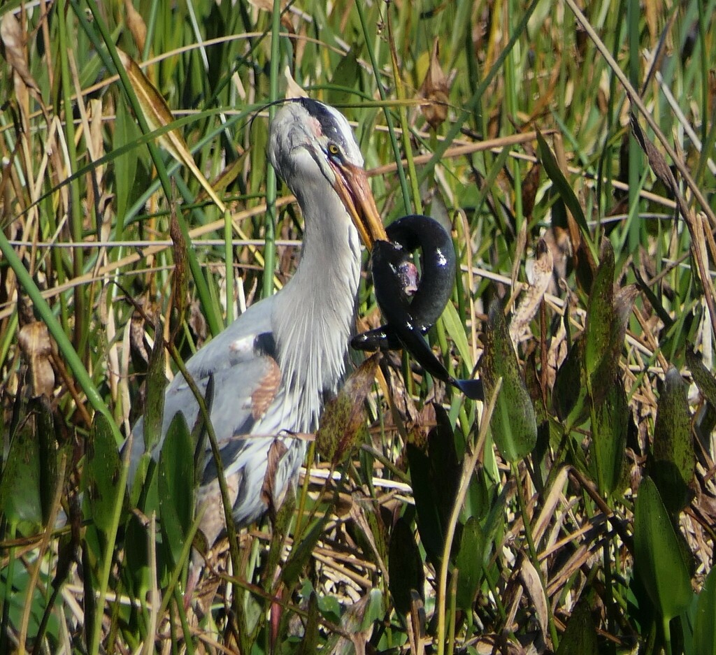Sirens from Orlando Wetlands Park, Orange County, FL 32709, USA on ...