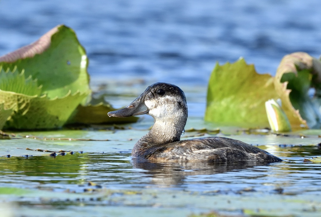 Ruddy Duck from Tizimín, Yuc., México on January 13, 2023 at 04:38 PM ...