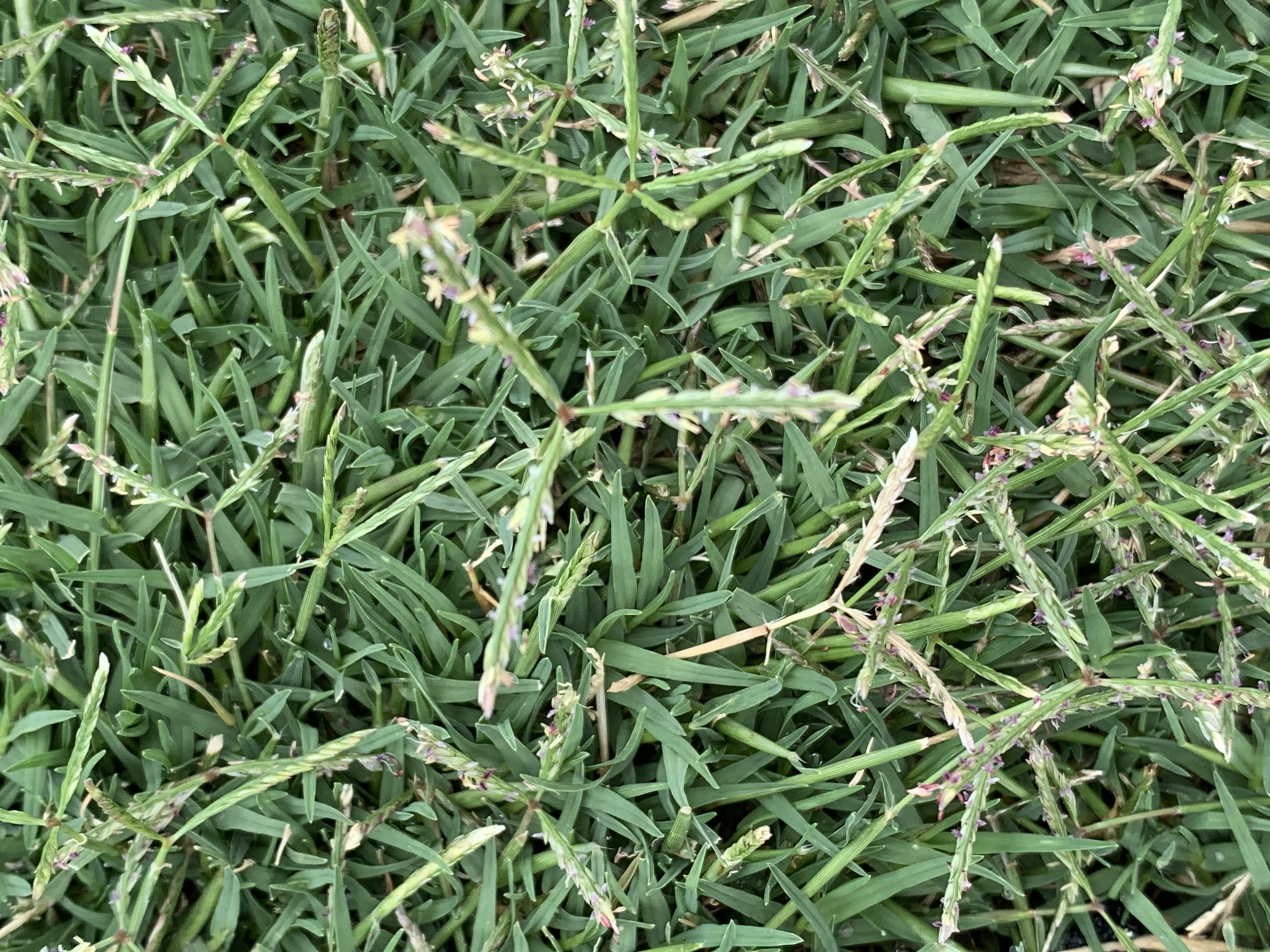 Cynodon dactylon (L.) Pers.