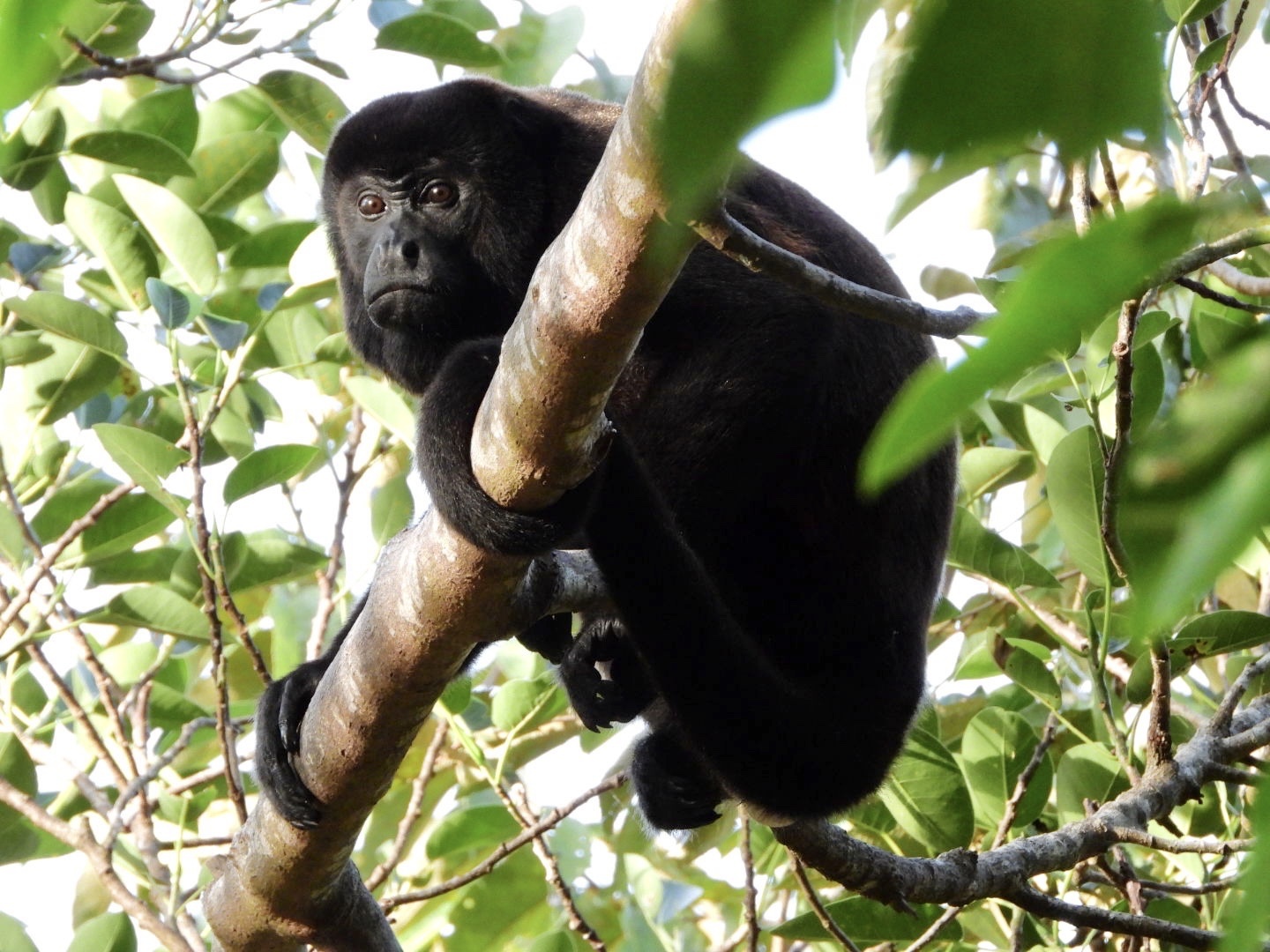 Alouatta palliata (Gray, 1849)