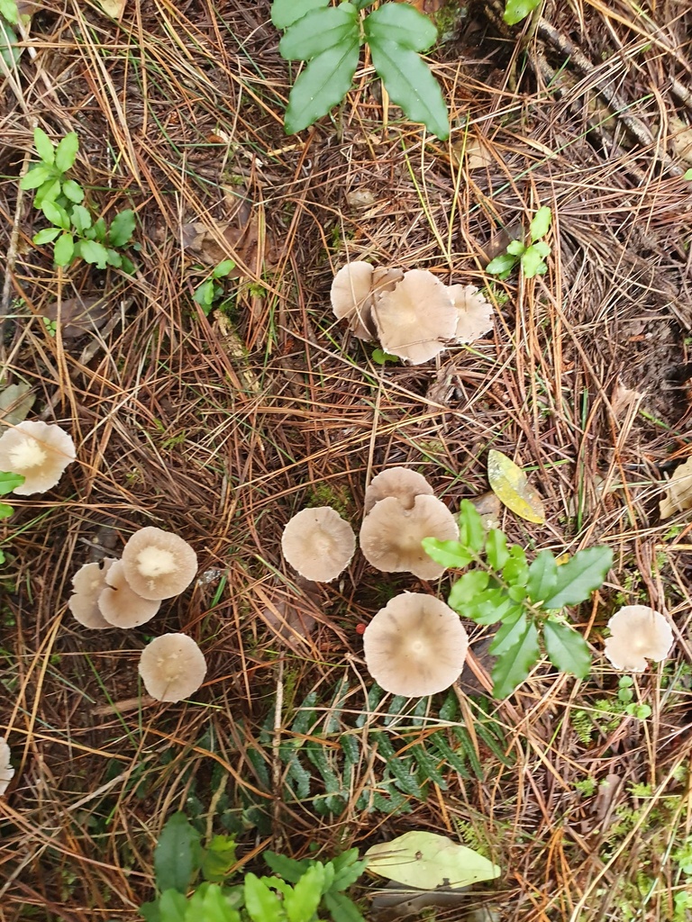 Pale Brittlestem from Maramarua Forest, Te Kauwhata, Waikato, NZ on ...