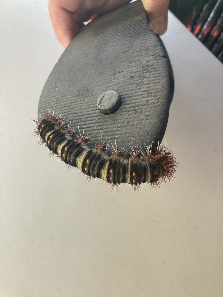 Batwing Moth from Masonsmith Rd, Balnarring Beach, VIC, AU on January ...