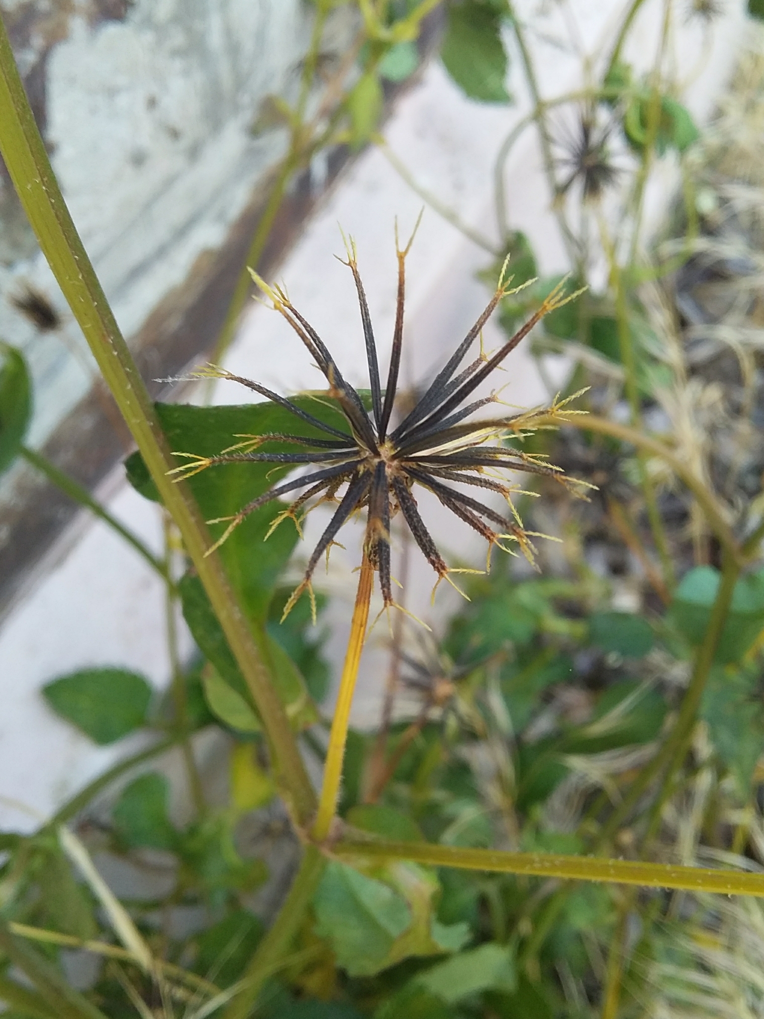 Bidens pilosa L.