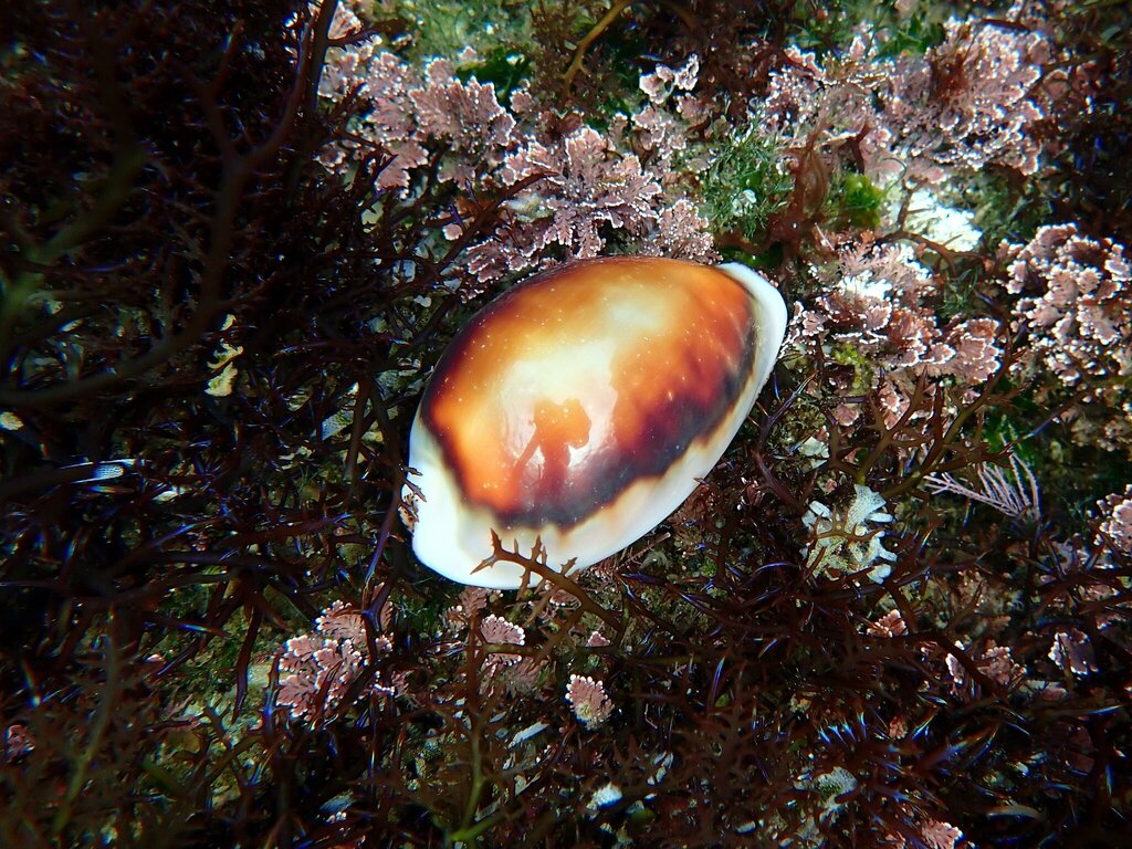 Chestnut Cowry from Mission Bay, San Diego, CA, USA on October 16, 2022 ...