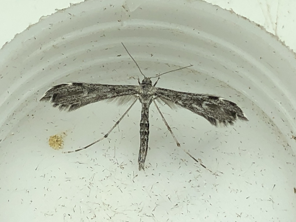 Black-marked Plume Moth from 273 Charlotteville Road 2, Norfolk County ...