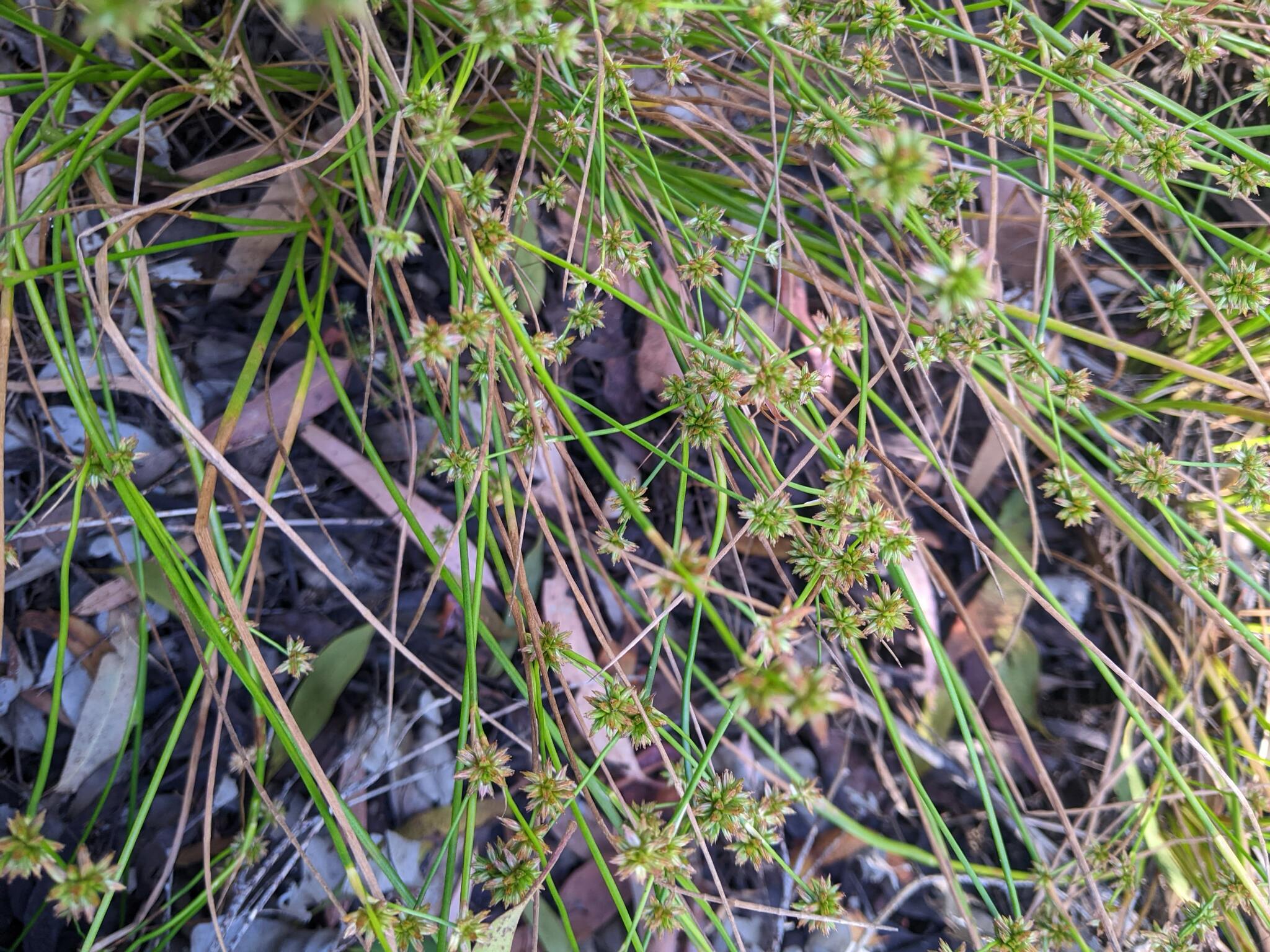 Juncus holoschoenus R.Br.