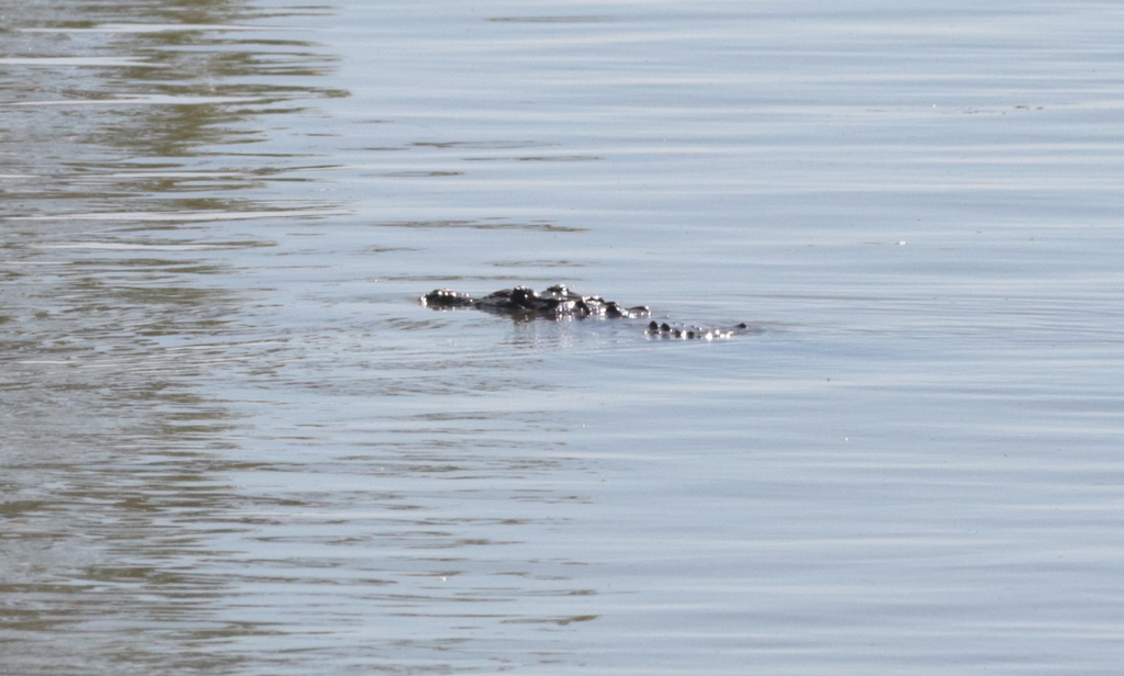 American Crocodile in January 2023 by Corey Callaghan · iNaturalist