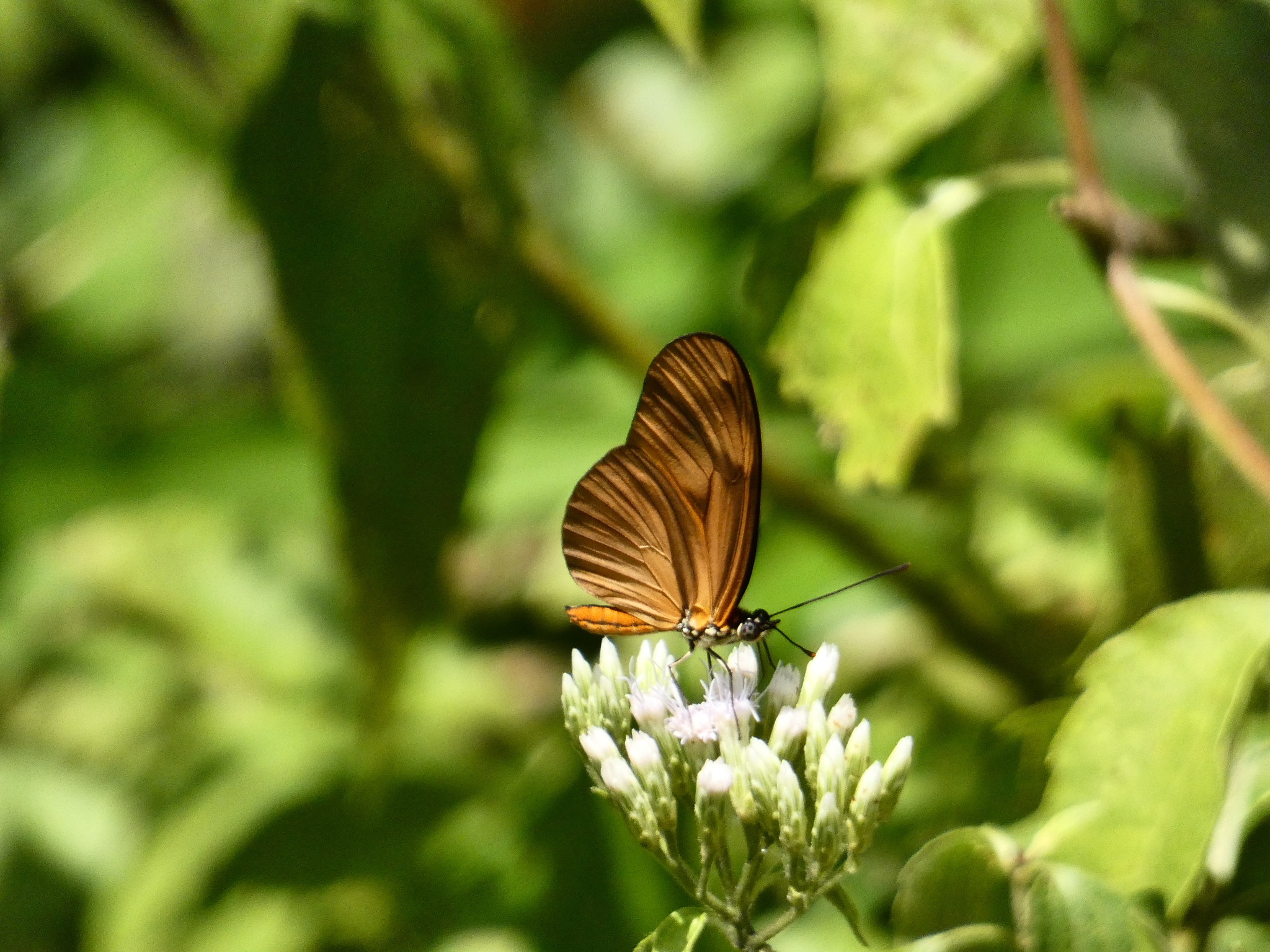 Eueides aliphera (Godart, 1819)