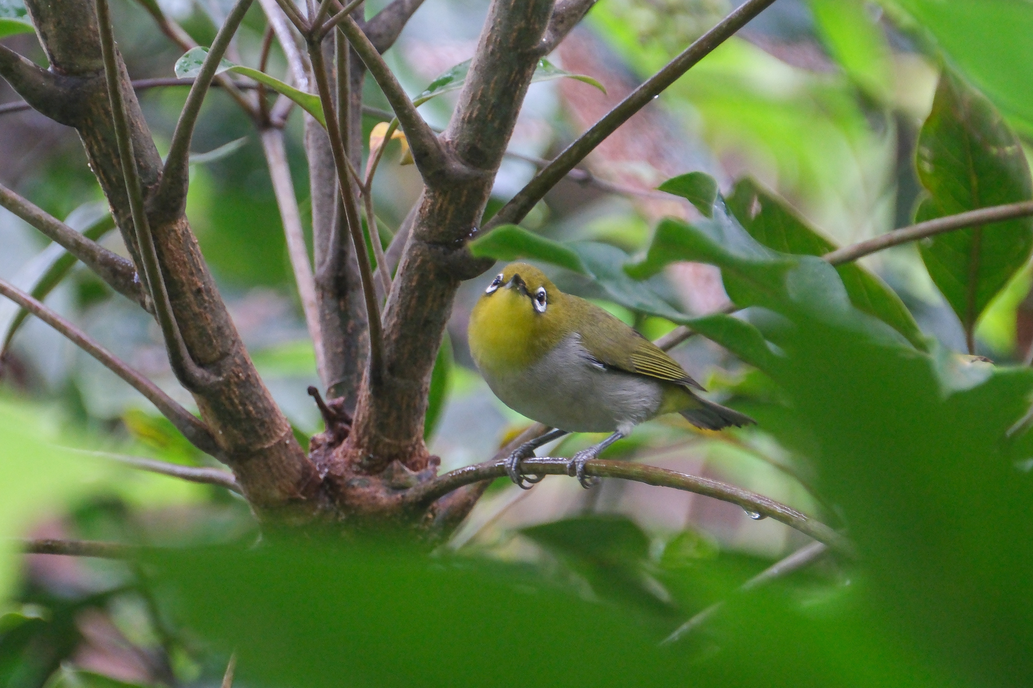 Zosterops simplex Swinhoe, 1861