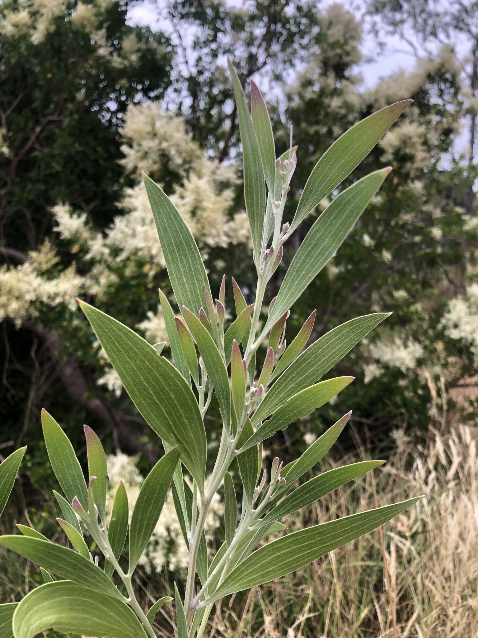 Acacia melanoxylon R.Br.