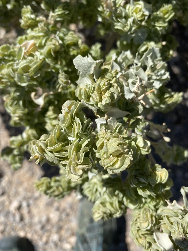 Desert Holly from Park Store - Lake Mead National Recreation Area ...
