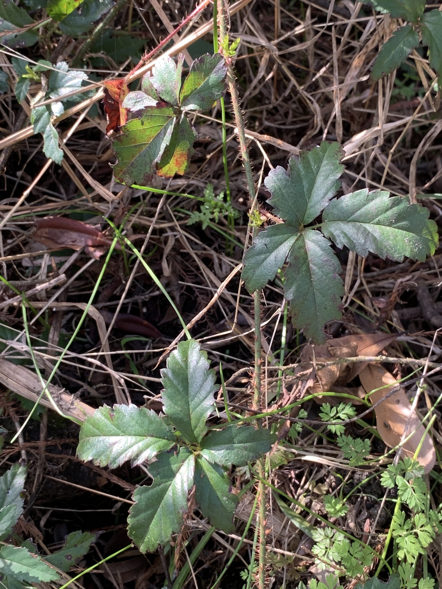 Rubus trivialis Michx.