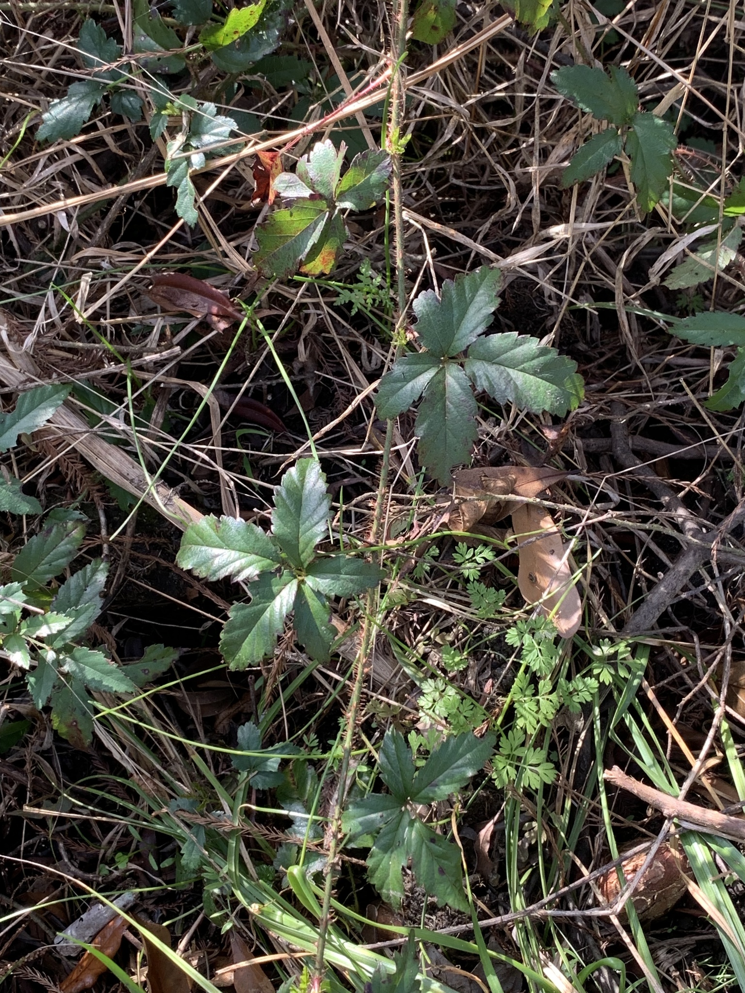 Rubus trivialis Michx.