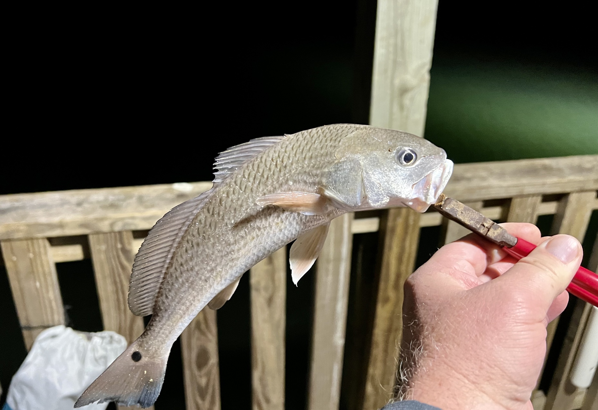 Sciaenops ocellatus (Linnaeus, 1766)