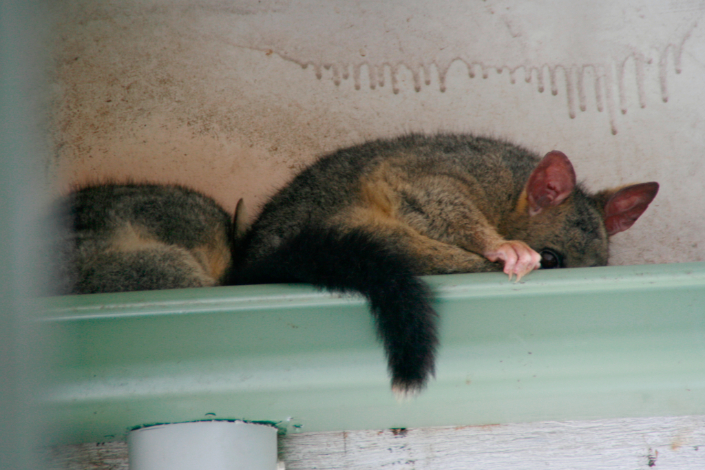 Common Brushtail Possum from Moorooka, Brisbane QLD, Australia on ...