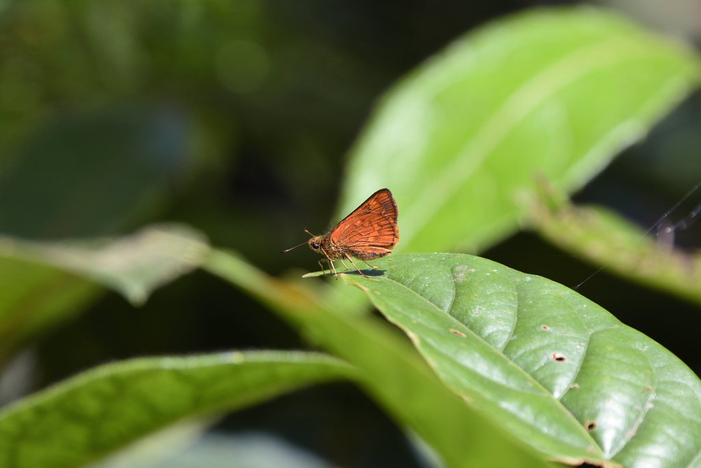 Potanthus fettingi in January 2023 by Yi-Kai Tea · iNaturalist