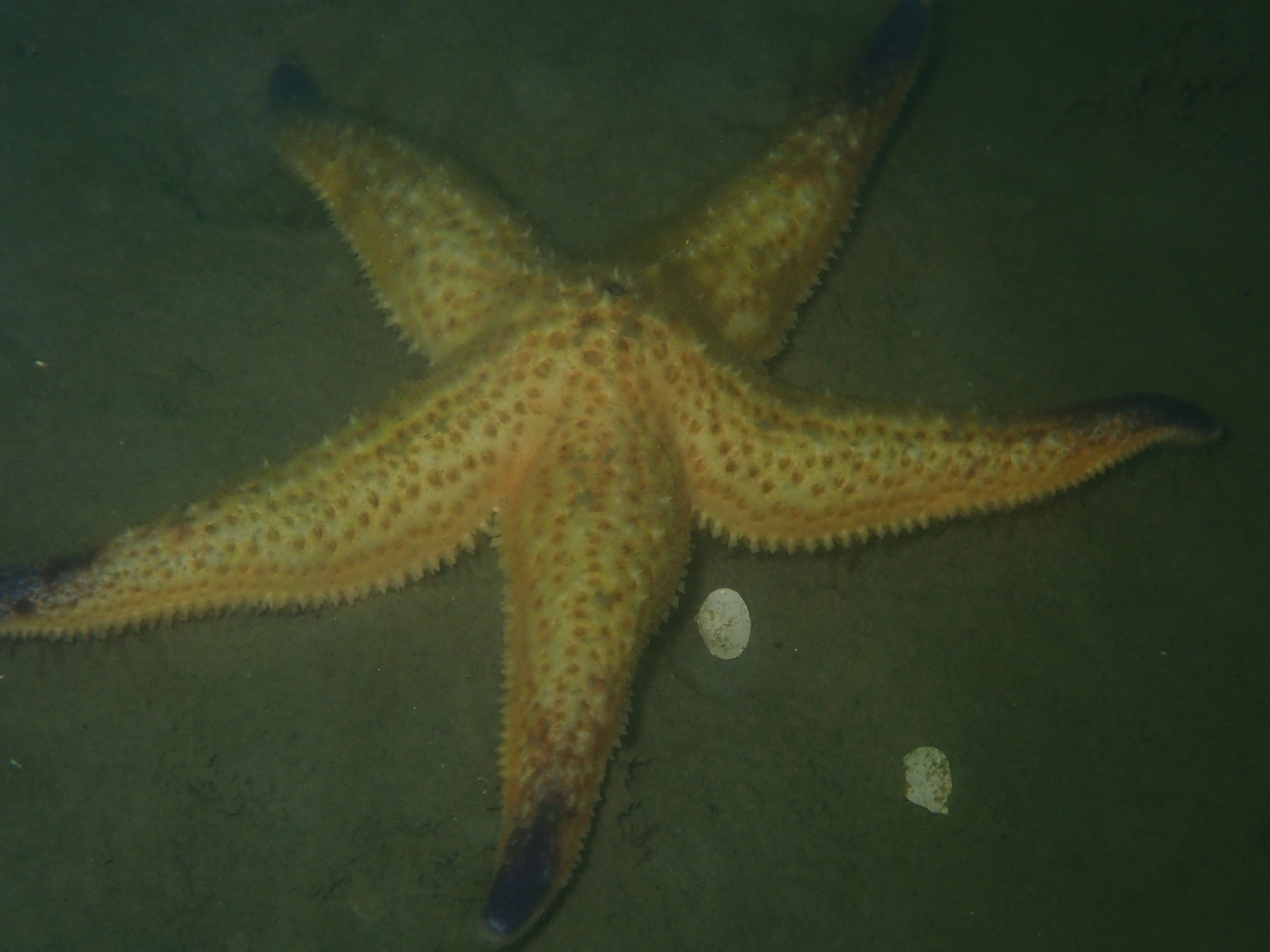 Asterias amurensis Lutken, 1871