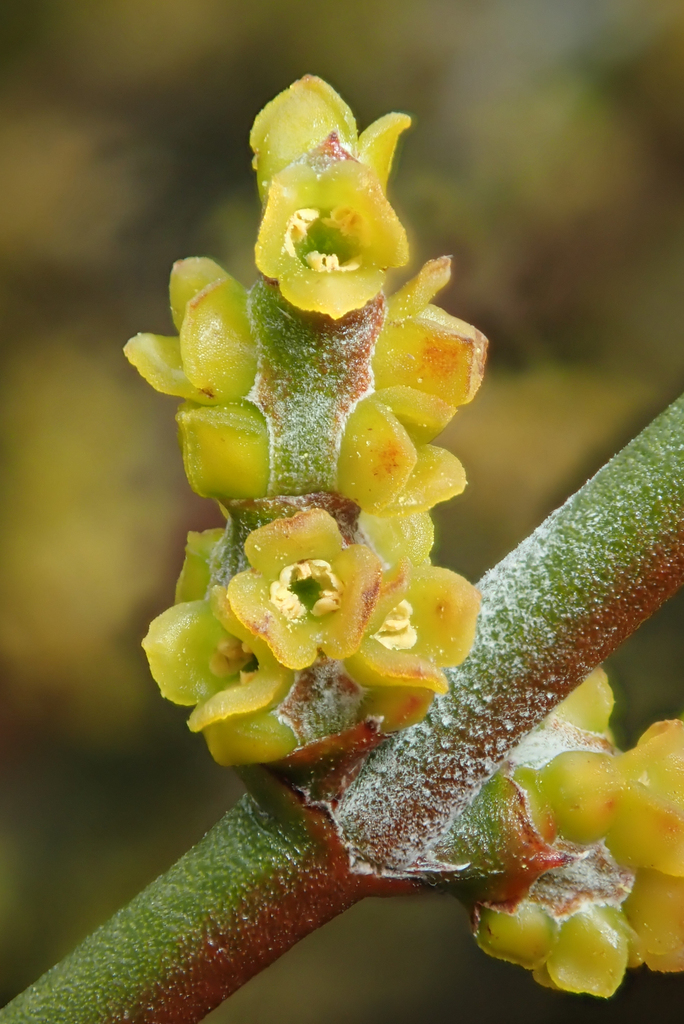 Mesquite Mistletoe from San Diego, California, United States on January ...
