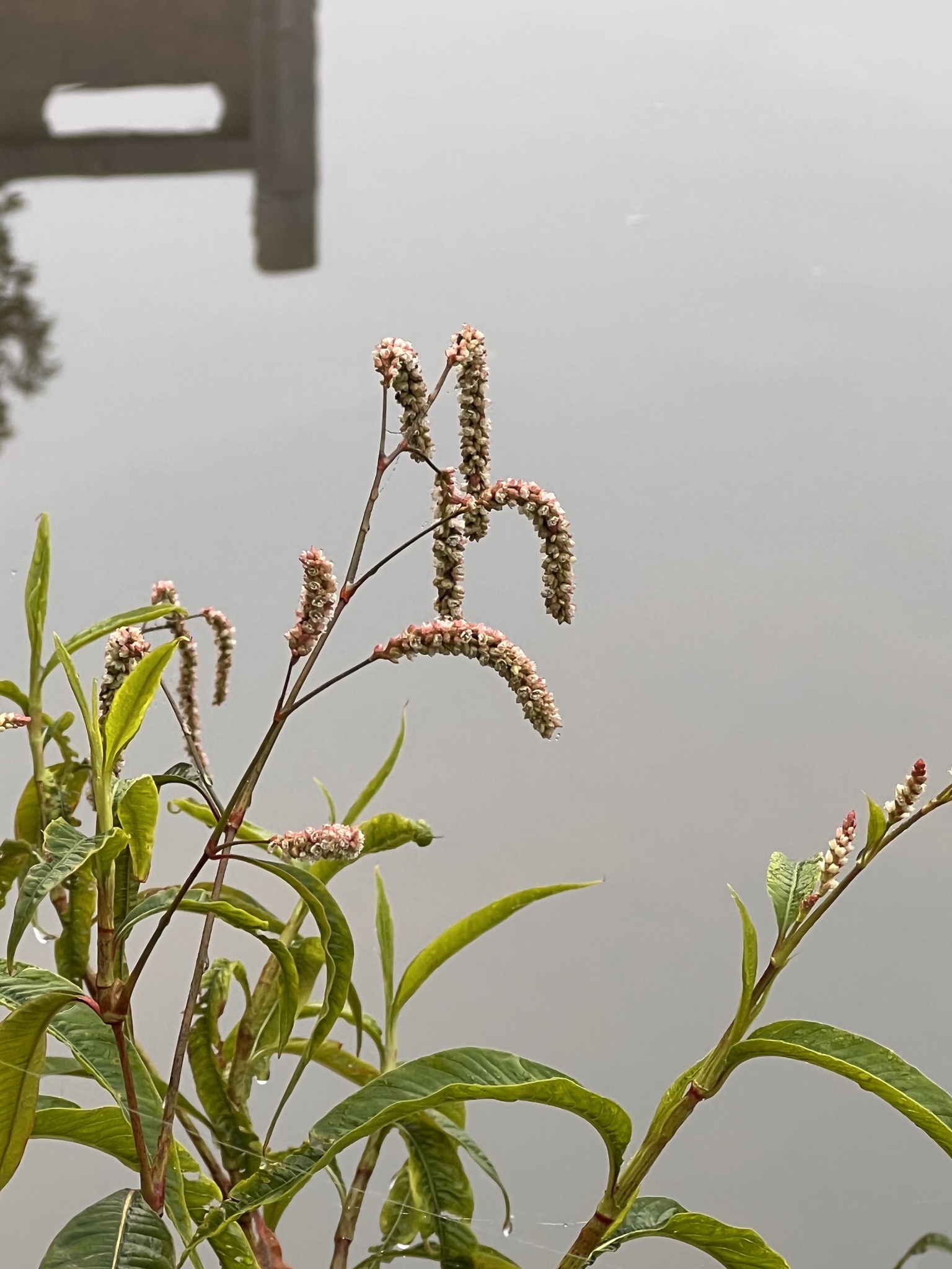 Persicaria lapathifolia subsp. lapathifolia