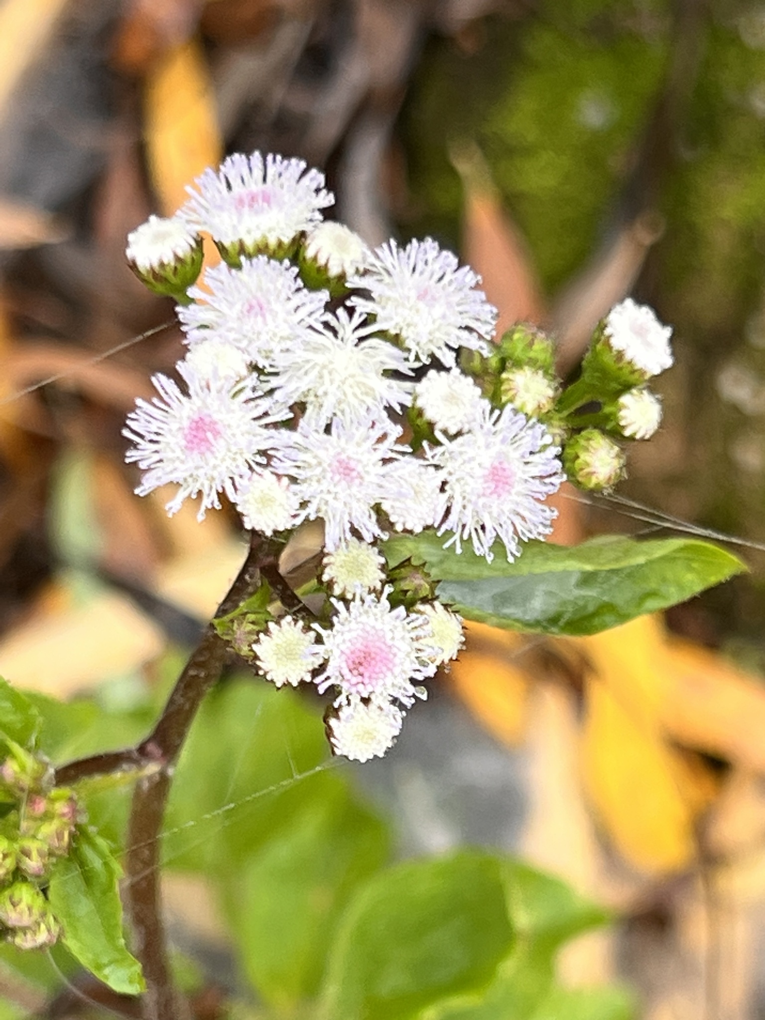 Ageratum conyzoides L.