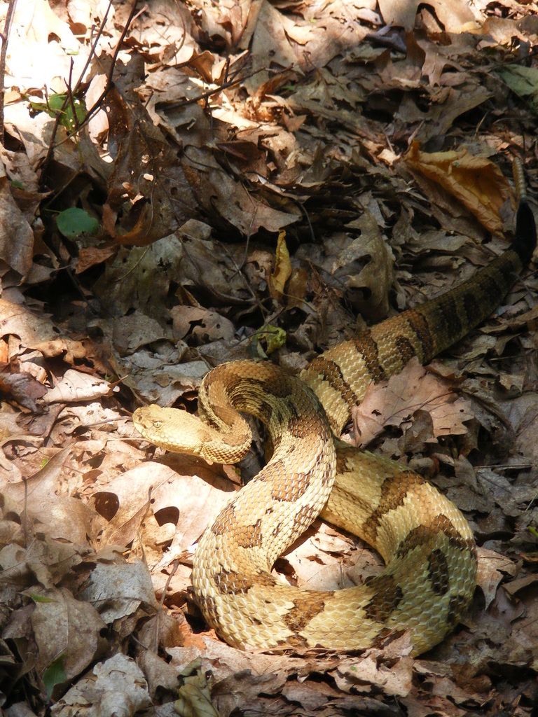 Timber Rattlesnake in August 2009 by rbartgis · iNaturalist