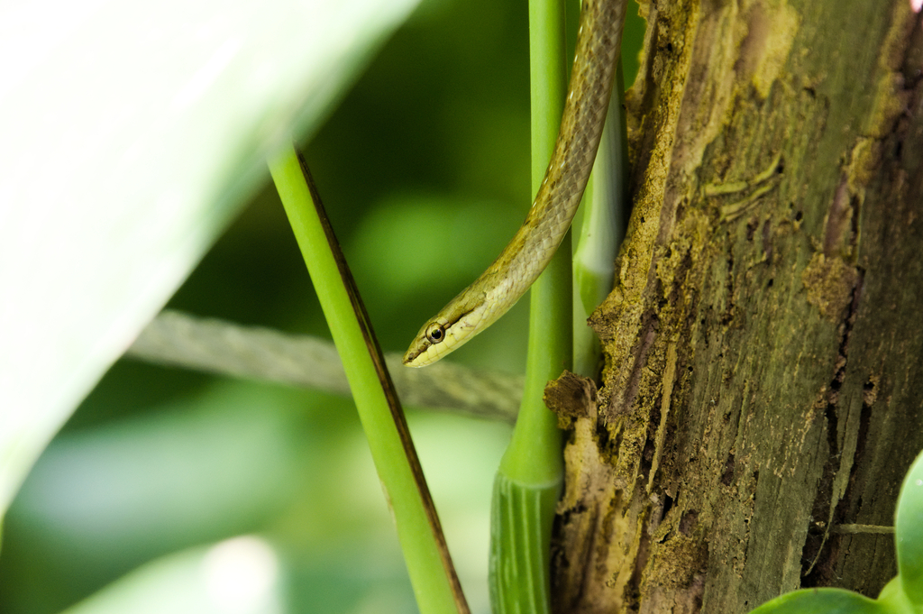 Dipsadine Snakes from Campamento Piñones, Carolina, Loíza, Puerto Rico ...